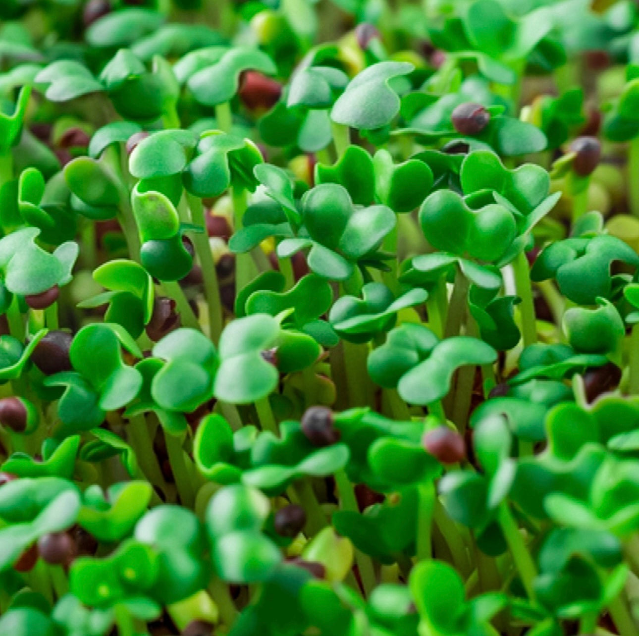 Basic salad Microgreen mix – Euphoricgreens