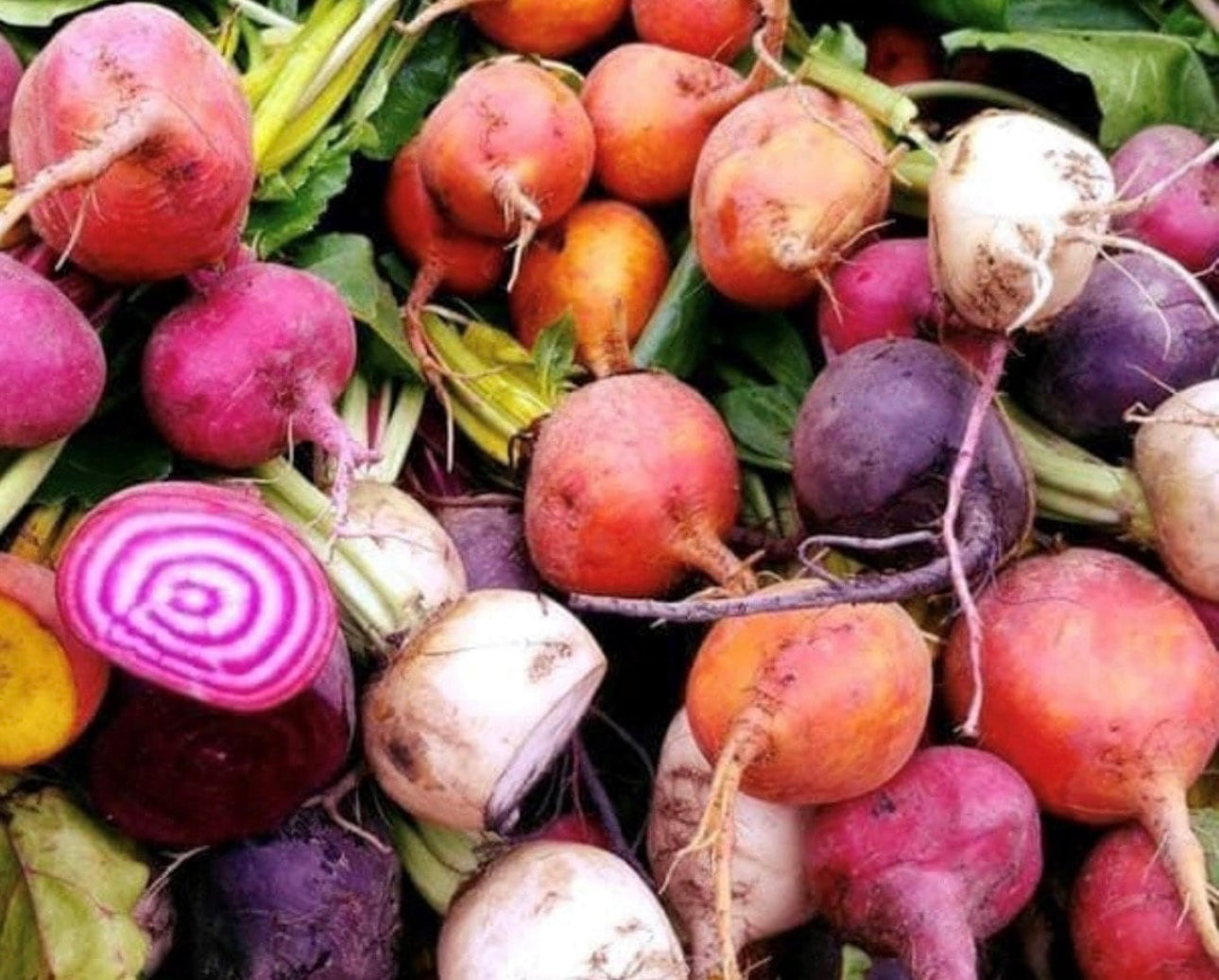 Heirloom Beet mix – Euphoricgreens